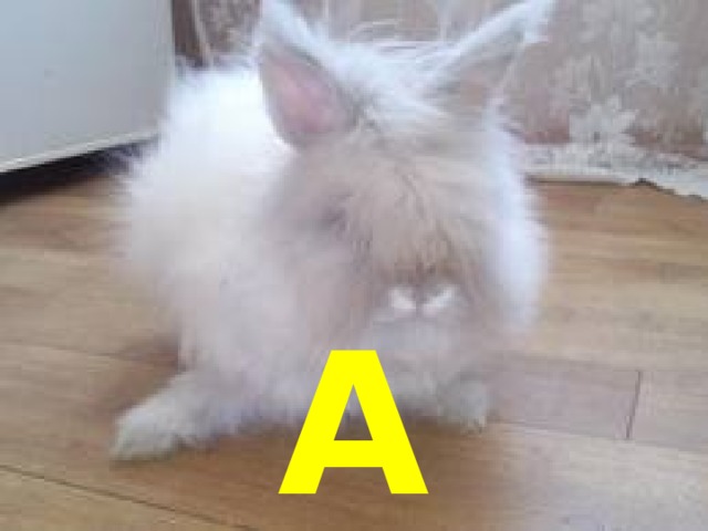 Презентация "Singular and Plural Nouns"