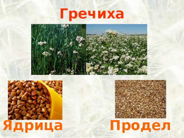Разработка урока СБО "Виды круп"
