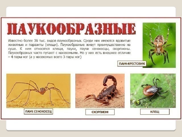 Разнообразие животных Презентация для 3 класса по окружающему миру