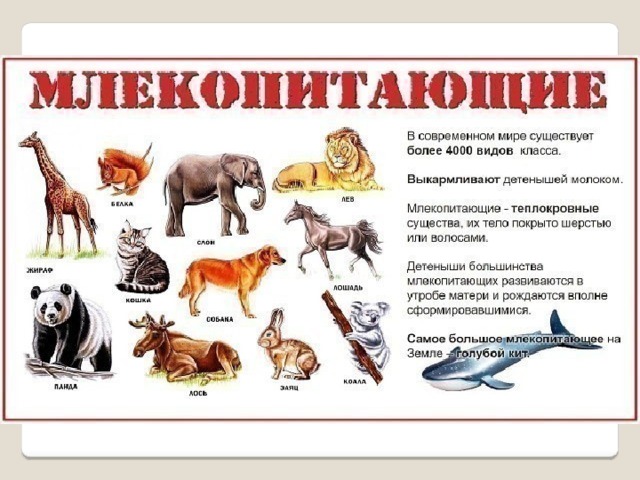 Разнообразие животных Презентация для 3 класса по окружающему миру