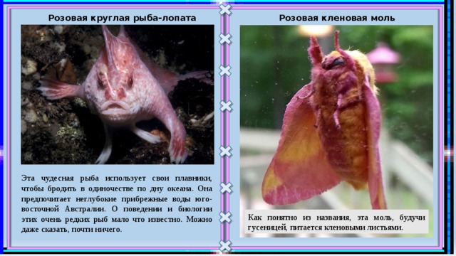 Презентация по биологии. "Розовые животные". 9 класс. 2019 год.