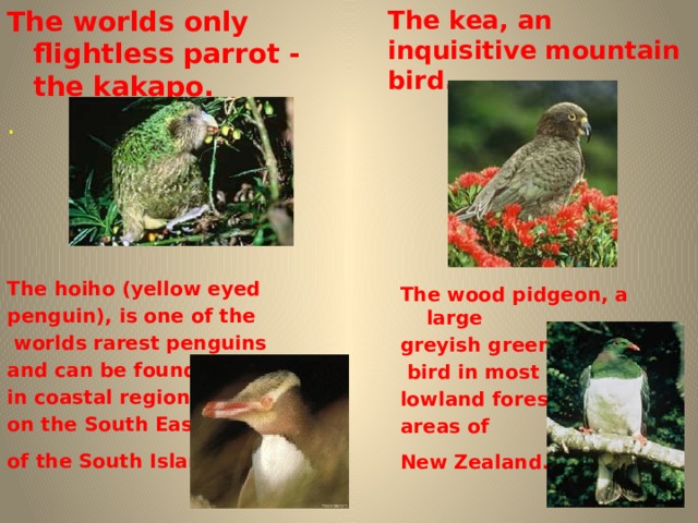 К уроку Some facts about New Zealand