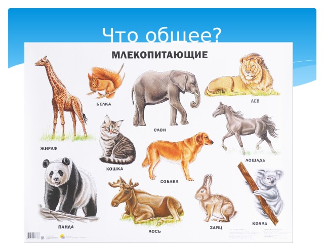 Урок Млекопитающие Начальные классы Презентации 3 класс