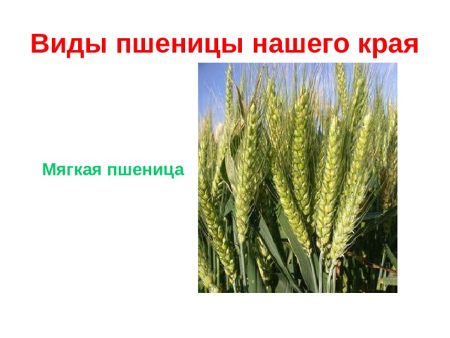 Презентация Пшеница Начальные классы Презентации 3 класс