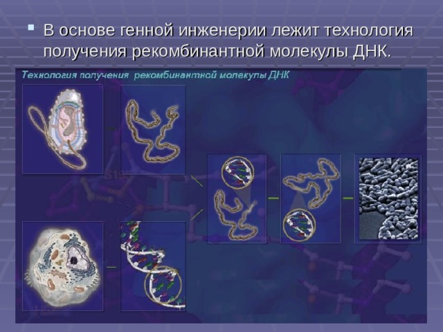 Презентация "Биотехнология. Генная инженерия."
