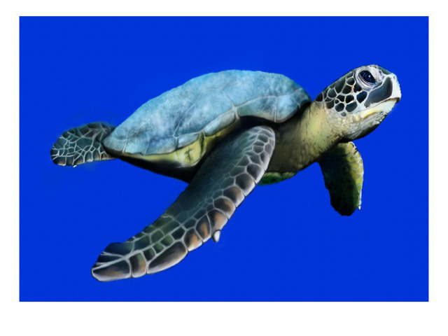 Spotlight 10 ''Loggerhead sea turtles''