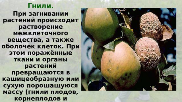 Презентация "Гнили, ее виды"