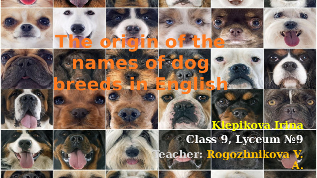 The origin of the names of dog breeds in English language презентация