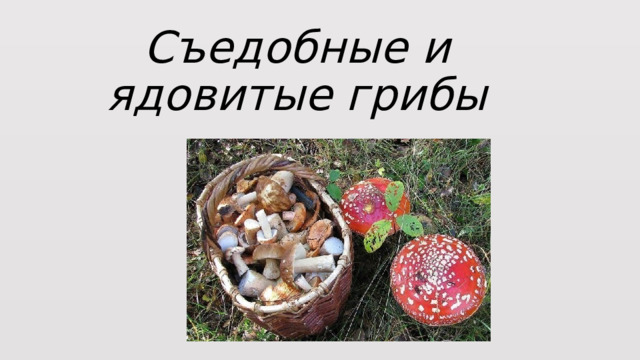 Съедобные и ядовитые грибы