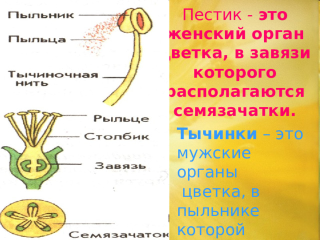 Цветок его строение и значение