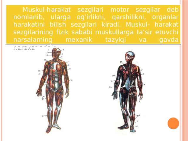 Sezgi Haqida Umumiy Tushuncha