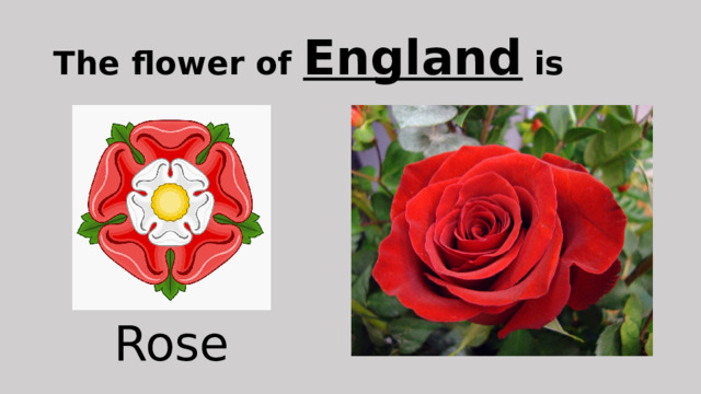 Great Britain (symbols and flags)