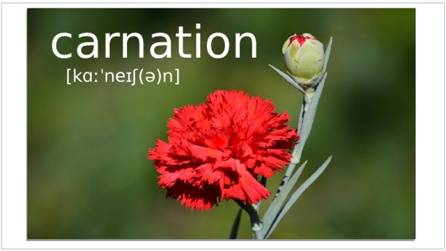 Презентация English in Use "Ordering flowers"