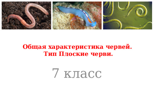 7.Общая характеристика червей. Тип Плоские черви.