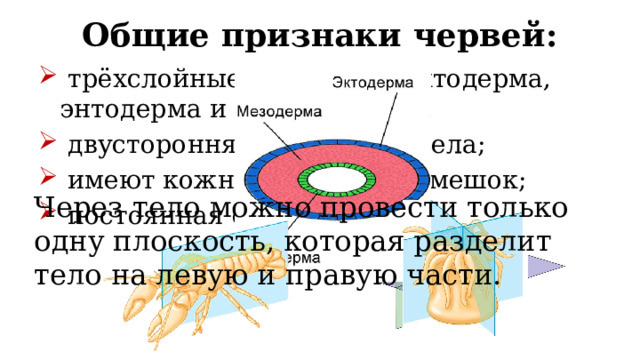 7.Общая характеристика червей. Тип Плоские черви.