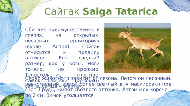 Презентация: "Красная книга. Сайгак"