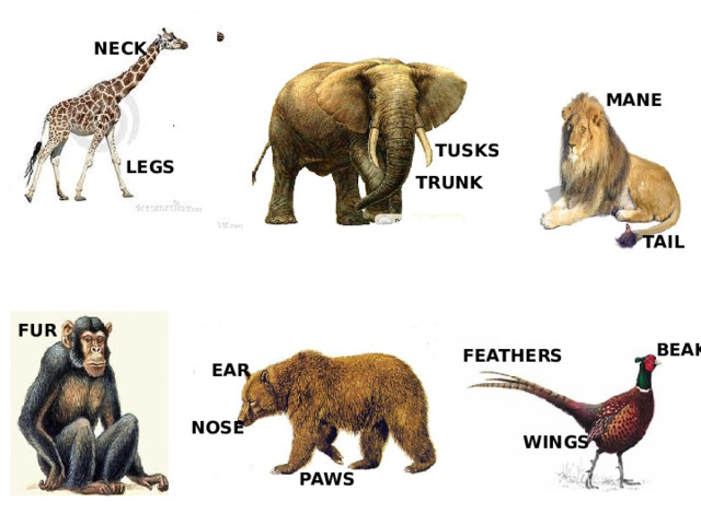 Презентация At the Zoo
